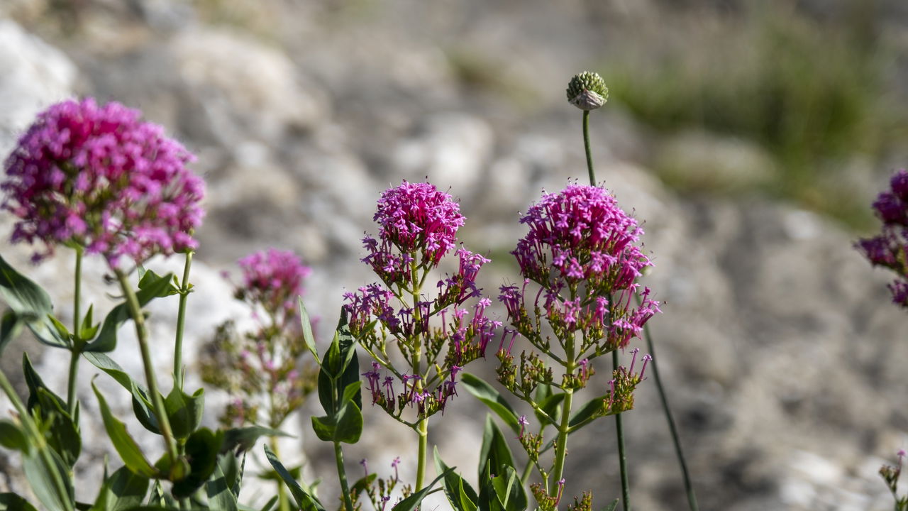 O que é a valeriana e quais são seus benefícios? - Super Rádio Tupi