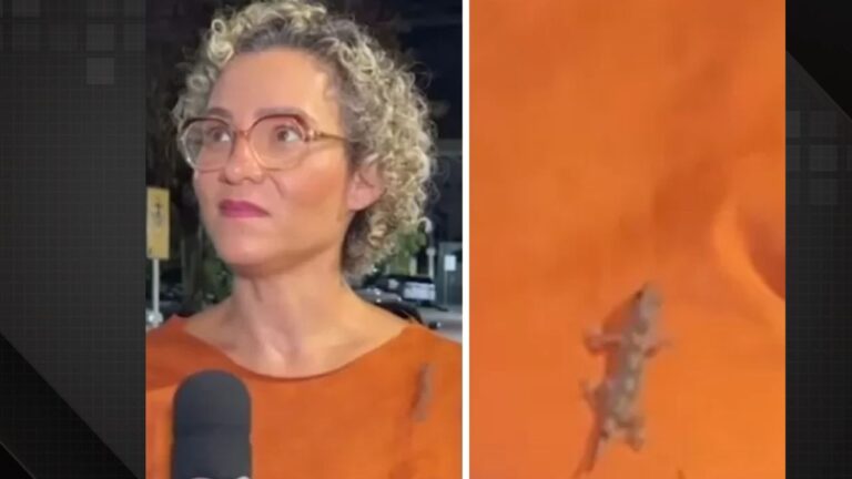 Vídeo: lagartixa cai em cima de repórter durante entrada ao vivo