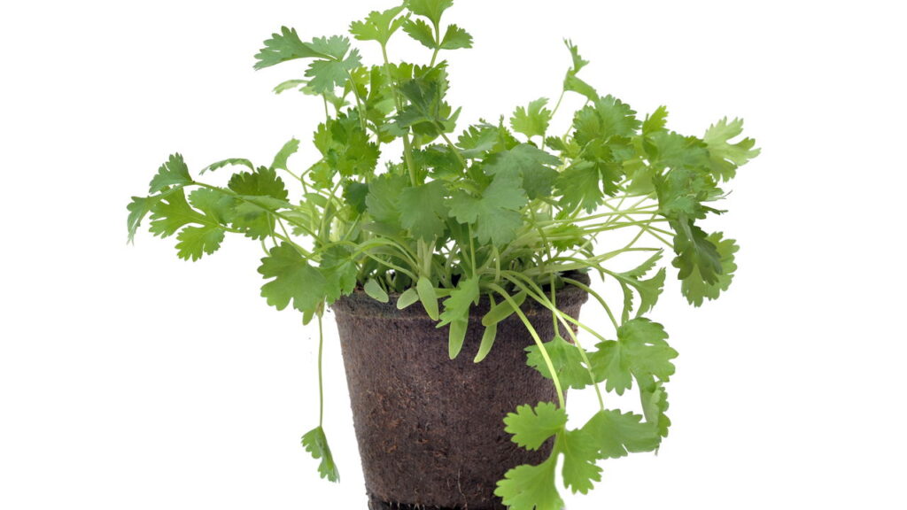 O guia definitivo para plantar coentro em vaso do jeito mais fácil ...