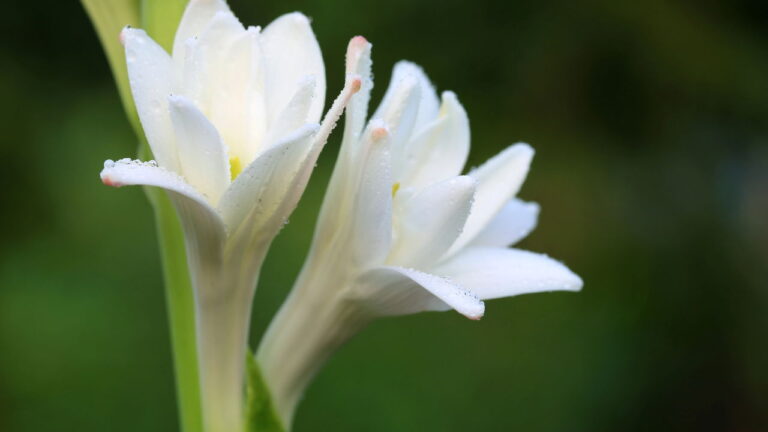 Flor de nardo encanta por beleza exótica e poder curativo - Super Rádio ...
