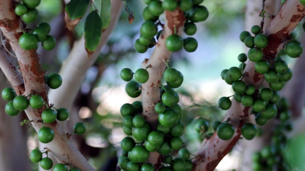 Dá pra ter jabuticaba em casa mesmo sem quintal com esse método fácil ...