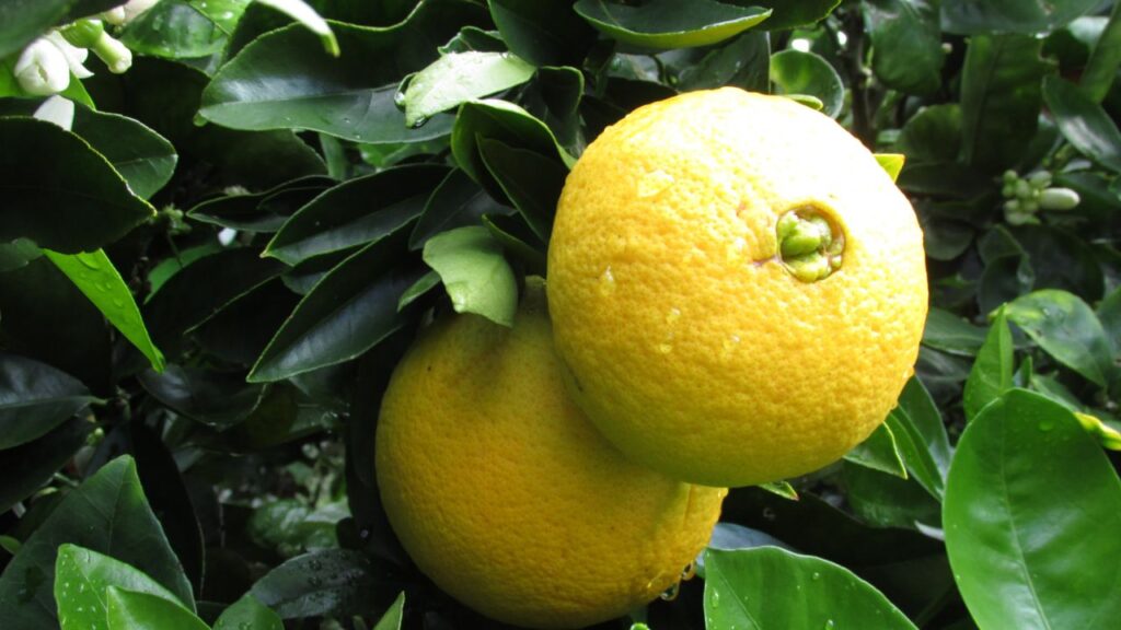 Essa laranja gigante surpreendeu até os especialistas em agricultura ...