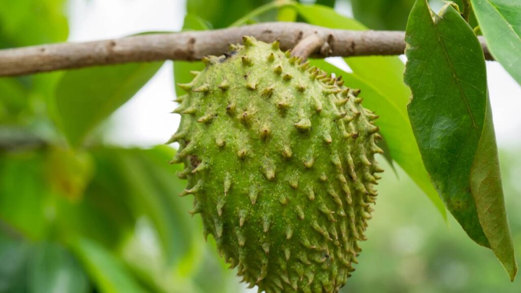 Como plantar graviola em casa e colher frutos direto do seu quintal ...