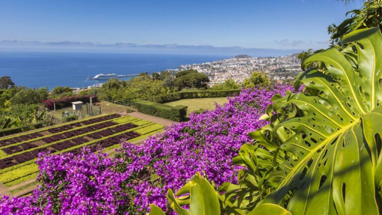 A ilha portuguesa onde a primavera dura o ano inteiro e a floresta é ...
