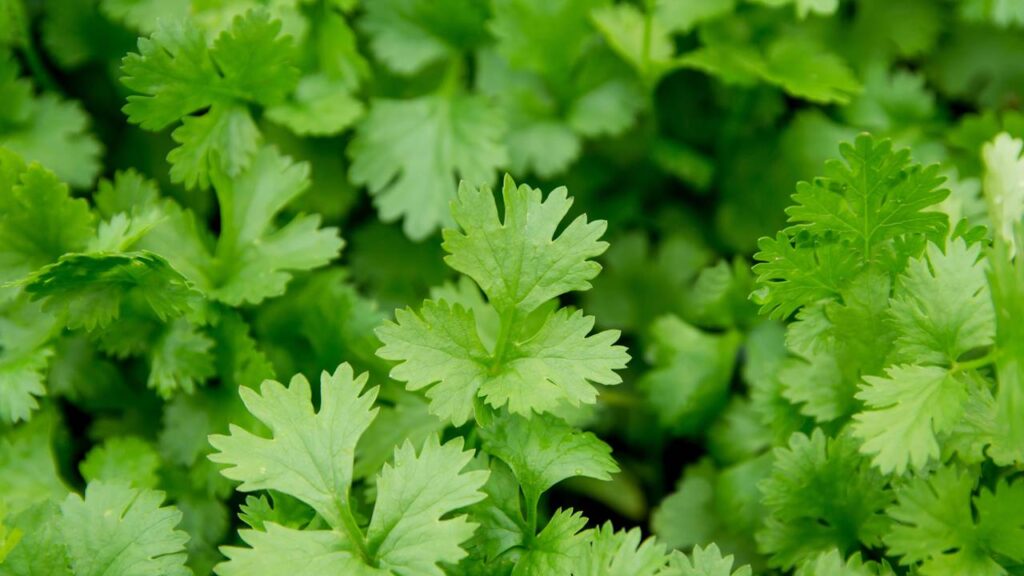 Como cultivar coentro em casa e ter folhas sempre frescas mesmo com ...
