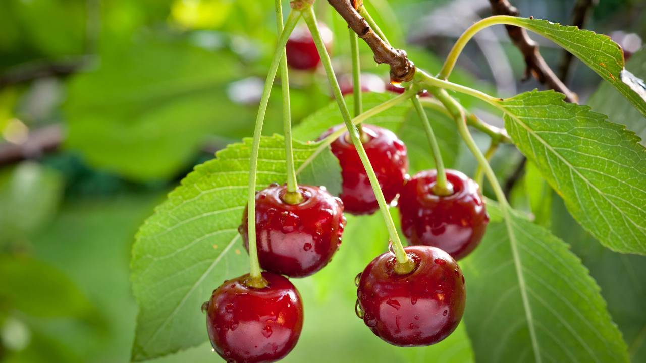 Como plantar cereja em casa e cultivar uma das frutas mais desejadas do ...