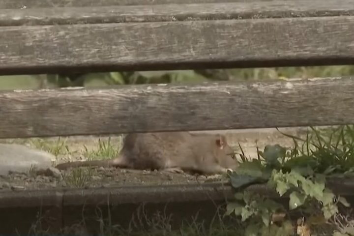 Minas Gerais tem primeira morte por hantavírus no Brasil em 2026; veja ...