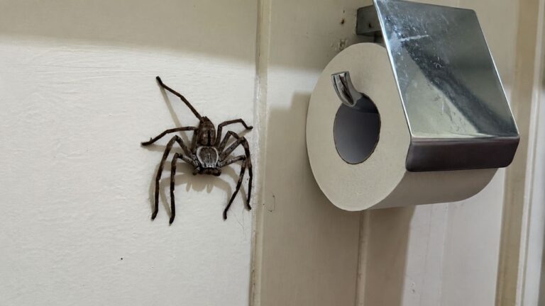 Homem é surpreendido por aranha do tamanho de um rolo de papel ...