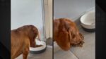 Seu cachorro também tem mania? Este salsicha de vai te fazer rir com o ...