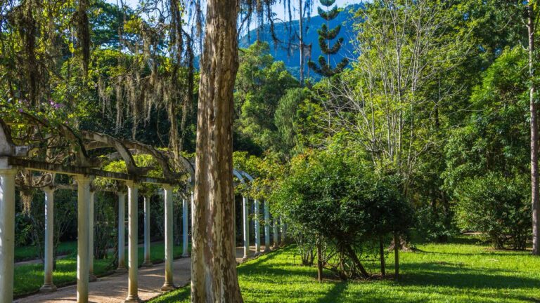 Jardim Botânico do Rio completa 218 anos com entrada grátis e ...