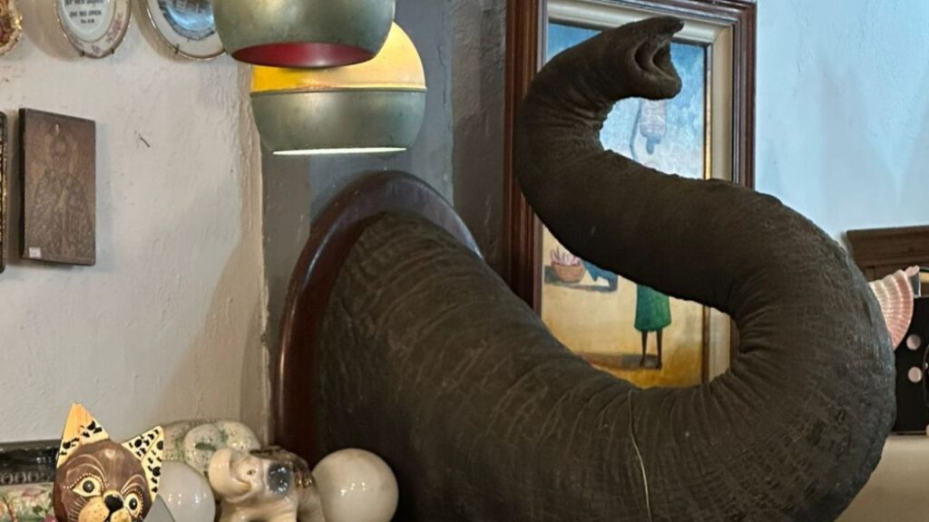 PF apreende tromba de elefante asiático em antiquário no Rio - Super ...