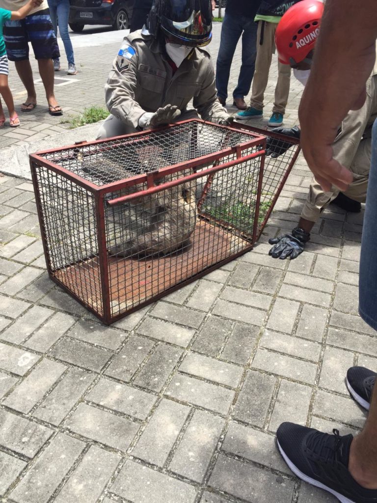 Bicho-preguiça é resgatado na estação São Conrado do MetrôRio - Super ...